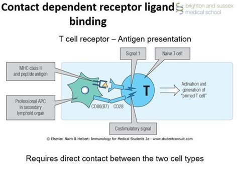 Lecture Intracellular And Intercellular Signalling Flashcards Quizlet