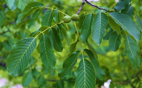 17 خاصیت حیرت انگیز برگ گردو ژنوتیپ برتر