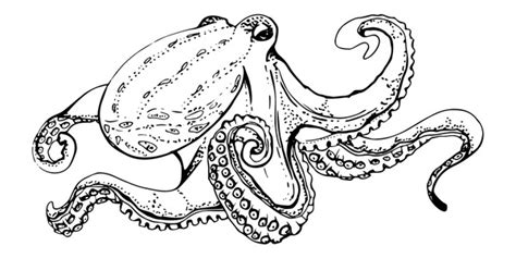 3749개의 Cephalopod Mollusc 로열티 프리 사진 및 스톡 이미지 Shutterstock