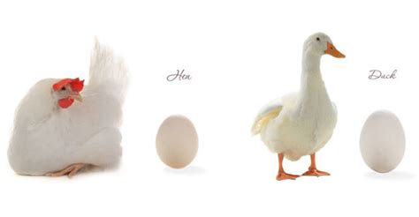 Ducks Vs Chickens Egg Production