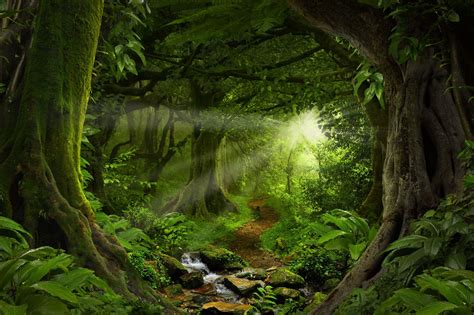 Papier Peint Panoramique Jungle tropicale avec lumière du soleil