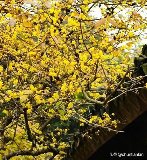 臘梅花 每日頭條
