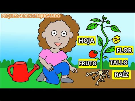 Hoja De Trabajo Sobre Las Partes De Una Planta Con Flores