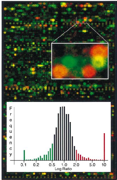 Hybridization Of The Prostate Complementary Dna Microarray Containing