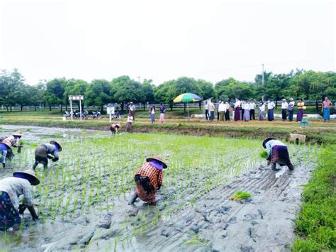 နေပြည်တော်ကောင်စီအဖွဲ့ဝင် ဦးမြင့်စိုး လယ်ဝေးမြို့နယ် ၂၀၂၂ ၂၀၂၃ ခုနှစ် မိုးစပါး တစ်ဧကတင်း ၁၀၀ န