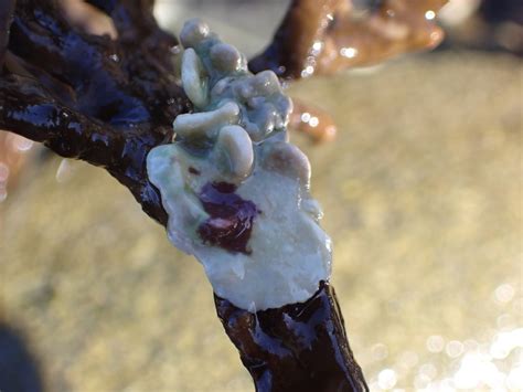 Lithophyllum Carpophylli From Island Bay Wellington 6023 New Zealand On April 6 2024 At 12 25