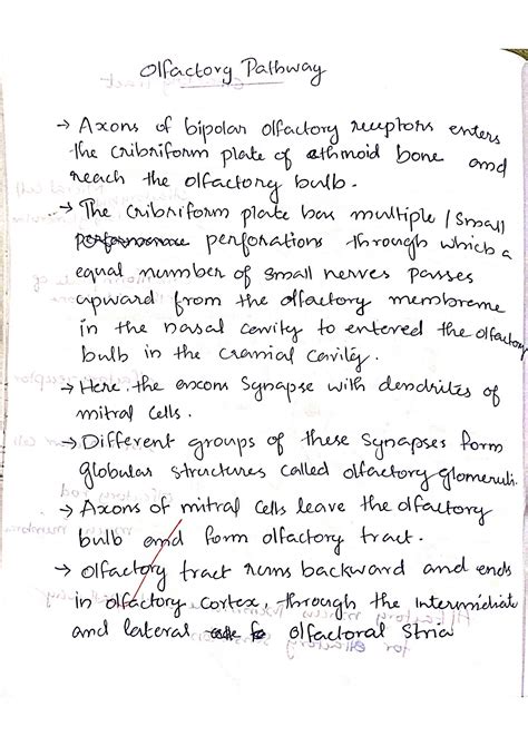 Solution Olfactory Pathway Olfactory Transduction Notes Studypool