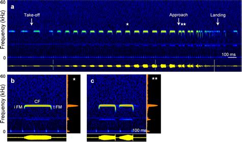 Sonagram And Oscillogram Of An Echolocation Sequence Of Bat 1 Flying To