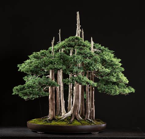 The Famous Bonsai Forest That Lives In Washington Dc National
