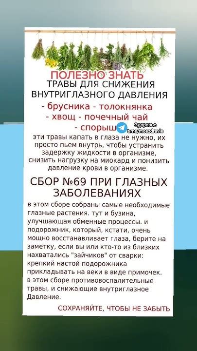 травы для снижения внутриглазного давления #здоровье #народнаямедицина ...