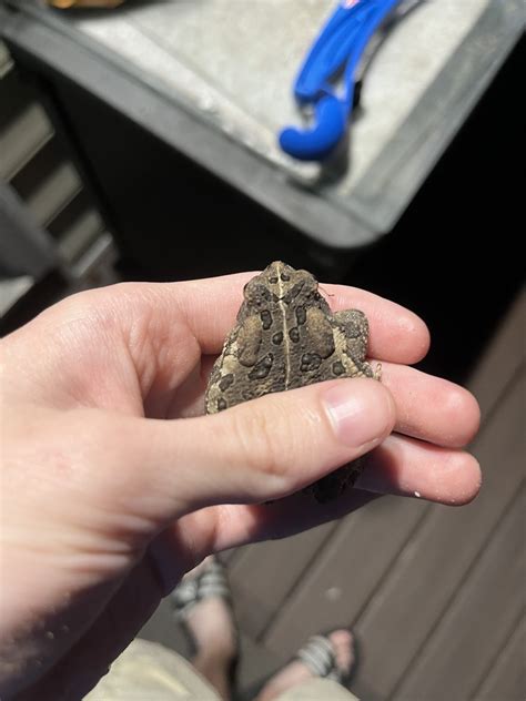 Fowler S Toad In August 2023 By Dark L0rd2 · Inaturalist