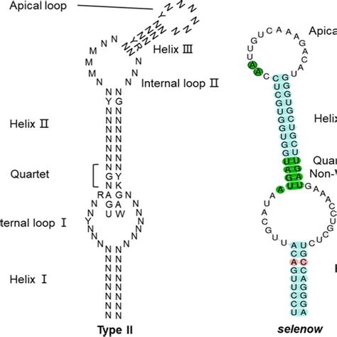 Structure Of Putative Selenocysteine Insertion Sequence Secis Element Download Scientific