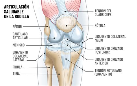 Como Entrenar Los Músculos Para Fortalecer La Rodilla Vida Activa