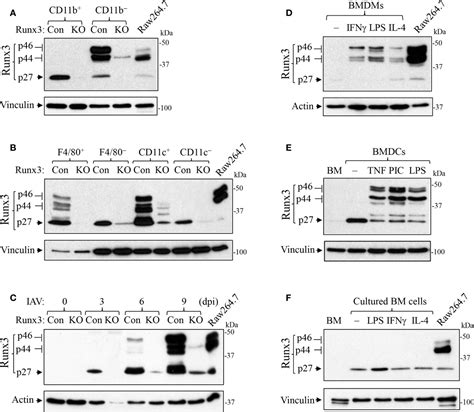 Frontiers Inducible General Knockout Of Runx3 Profoundly Reduces Pulmonary Cytotoxic Cd8 T