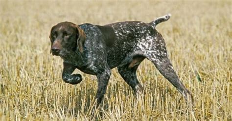 English Pointer Vs German Shorthaired Pointer Whats The Difference
