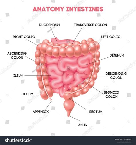 Terminal Ileum Anatomy