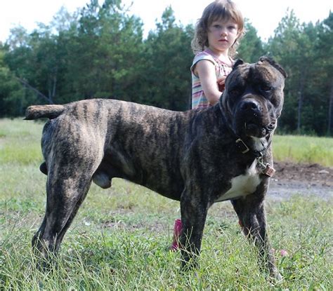 Cane Corso Full Size Cane Corso Dog Breed Health And Care Petmd