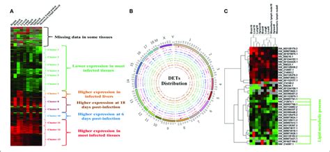 Expression Patterns Of Differentially Expressed Transcripts Dets