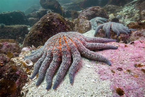 Researchers Figure Out Whats Caused Devastating Sea Star Epidemic