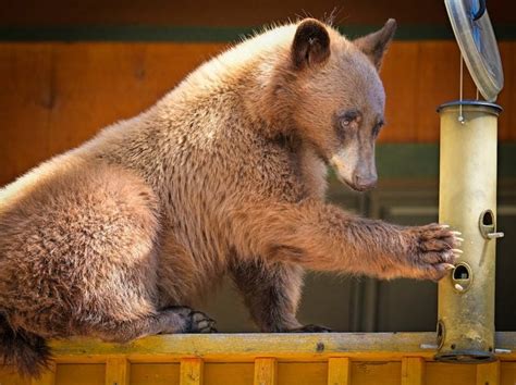 Bear Proof Bird Feeder Tips And Solutions Birds And Blooms