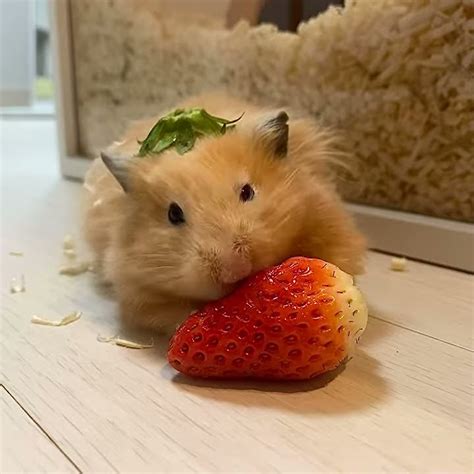 페디그리 햄스터 참치💕 Youtube