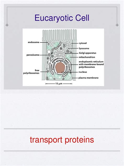 Protein Sorting Pdf Protein Targeting Cell Nucleus