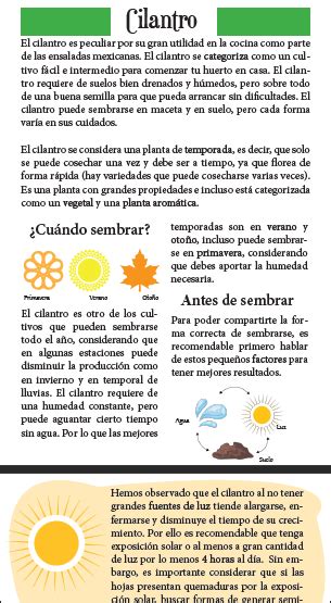 El Cultivo Del Cilantro Consejos Y Cuidados Para Una Buena Producción