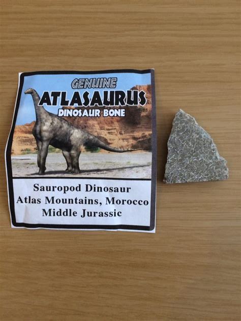 Found In Northern Arizona What Is It Fossils