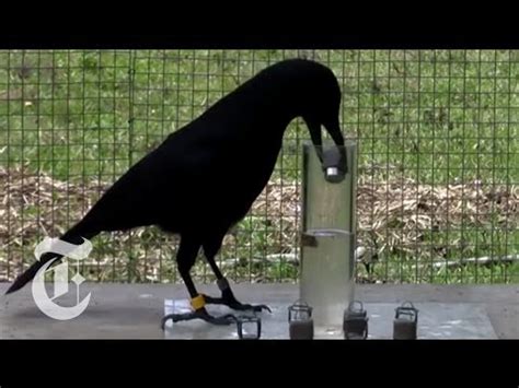 Clever Crows Showcase Physics Knowledge In Problem Solving Tasks