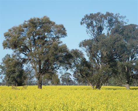 Restoring Box Gum Grassy Woodlands