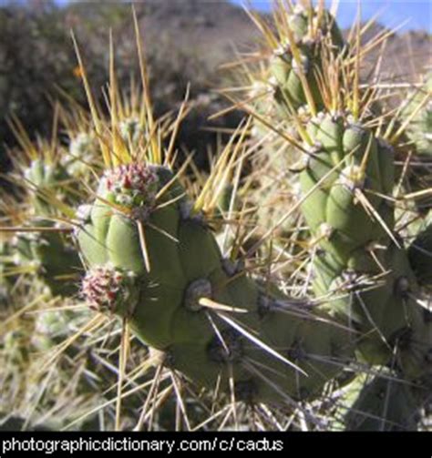 Plants That Start With C