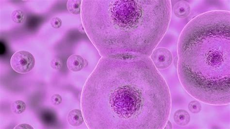 Cell Division Animation