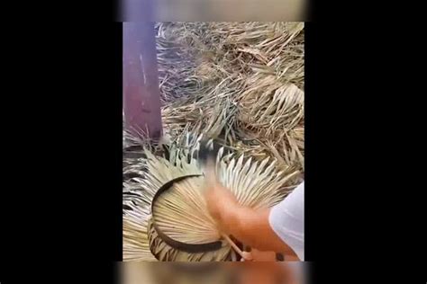 原来我们用的蒲扇是这样子制作出来这外形边缘直接打出来了