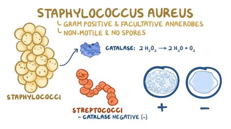 Staphylococcus Aureus Video Anatomy And Definition Osmosis