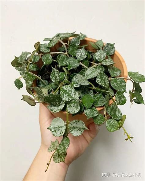 7种和爱之蔓一样浪漫的垂盆植物适合养朝东窗台上 知乎
