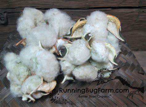 How To Grow Erlenes Green Cotton From Seed Running Bug Farm