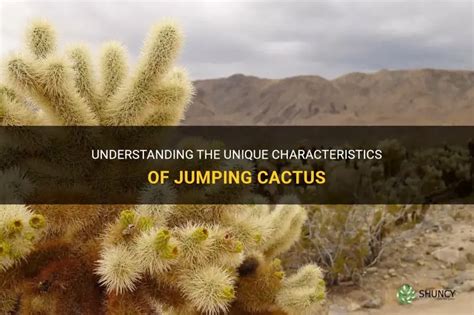 Understanding The Unique Characteristics Of Jumping Cactus Shuncy