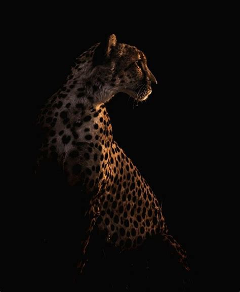 Cheetah Aesthetic Cheetah Print Wallpaper Cheetah Pictures Cheetah Print Widgets