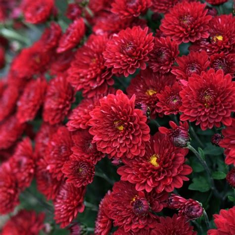 Jual Biji Bunga Krisan Merah Beautiful Dark Red Chrysanthemum Isi 5