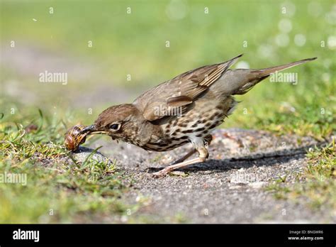 Snail Eating Bird At John Ogburn Blog
