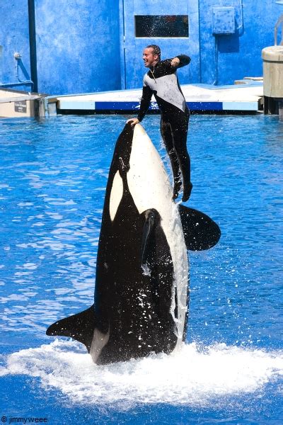 Killer Whale British Sea Fishing