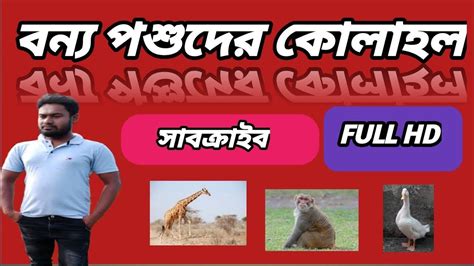 বন্য পশু Youtube