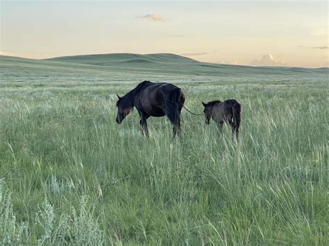 Оюу толгой”ХХК ны Хурдан морь сонирхогчдын групп Facebook