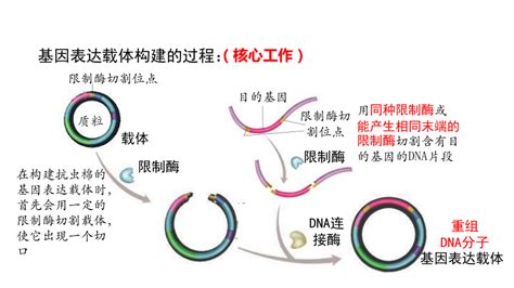 32基因工程的基本操作程序（第二课时）课件共40张ppt 2024 2025学年人教版（2019）高中生物学选择性必修321世纪教育网 二一教育