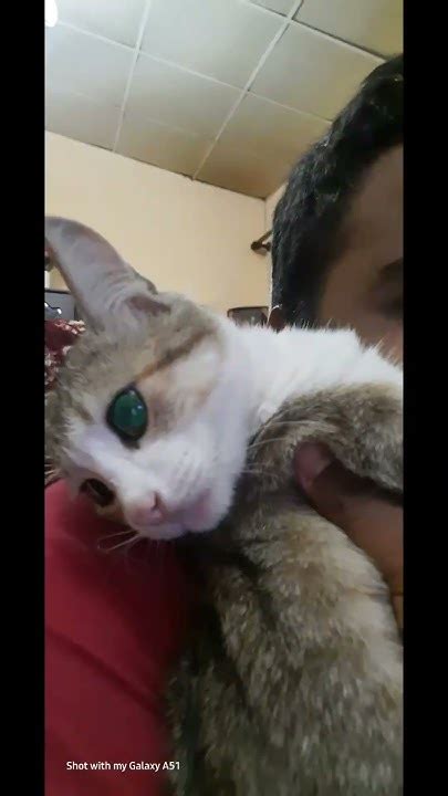 පිස්සු පූසා Youtube