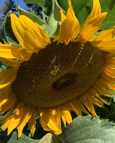 Data Types Mathematics For Elementary Education Ii