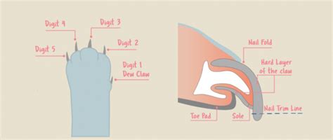 How To Trim Your Cats Claws At Home Goddard Veterinary Group