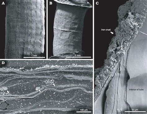 Chaetopterid Tubes From Vent And Seep Sites Implications For Fossil Record And Evolutionary