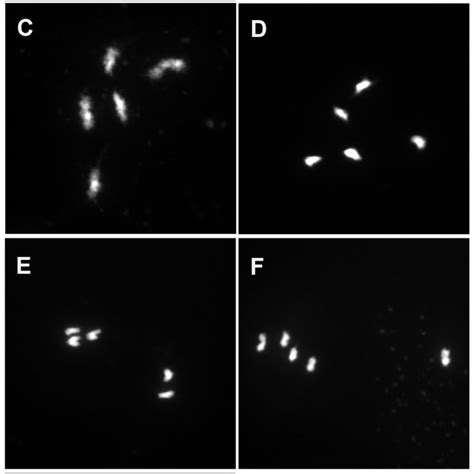 Dapi Staining Of Haploid Arabidopsis Male Meiocytes During Meiosis A