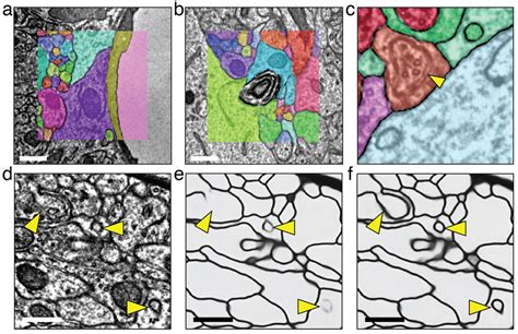 Ground Truth Annotation For Diverse Cellular Structures Example